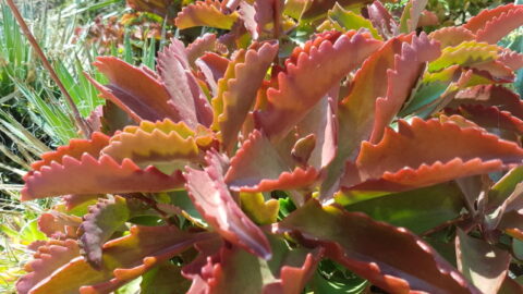 Six-angled Kalanchoe - Kalanchoe sexangularis - Succulent Shop Nursery ...