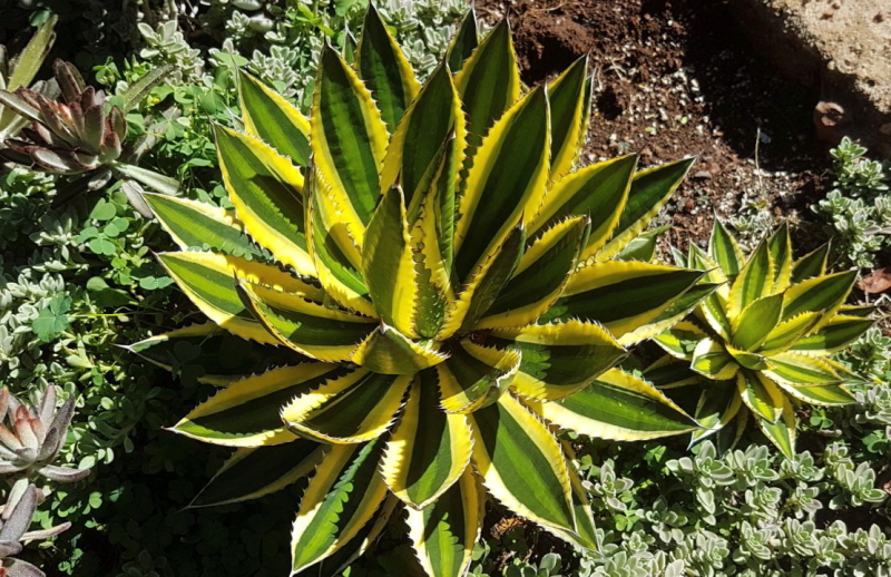 Agave lophantha 'Quadricolor' - Succulent Shop Nursery South Africa buy ...
