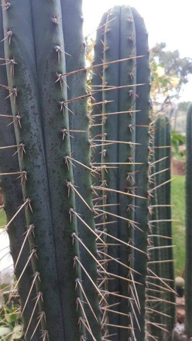 Bolivian Torch Cactus - Echinopsis lageniformis - Succulent Shop ...