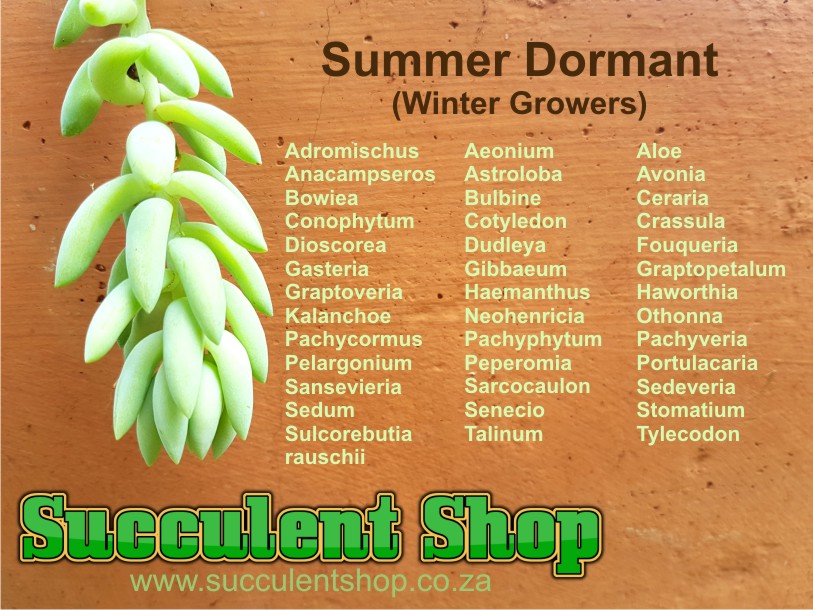 Summer Dormant - Succulent Shop Nursery South Africa buy Succulents Online