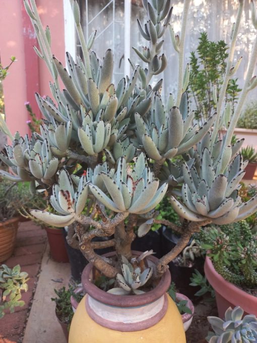 Panda Plant - Kalanchoe tomentosa - Succulent Shop Nursery South Africa ...