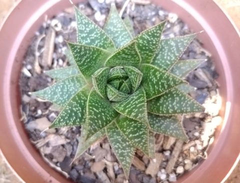 Gasteraloe 'Flow' - Succulent Shop Nursery South Africa buy Succulents ...
