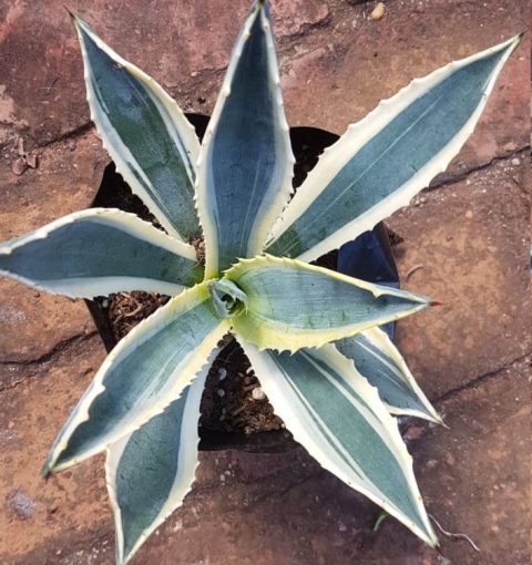 Variegated Century Plant - Agave americana 'Marginata' - Succulent Shop ...