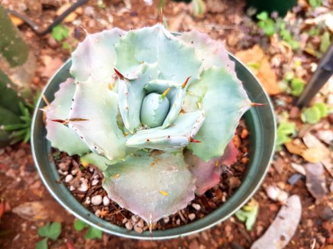 Blue Rose Agave - Agave potatorum 'Shoji-Raijin' - Succulent Shop ...