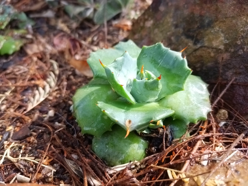 Blue Rose Agave - Agave potatorum 'Shoji-Raijin' - Succulent Shop ...
