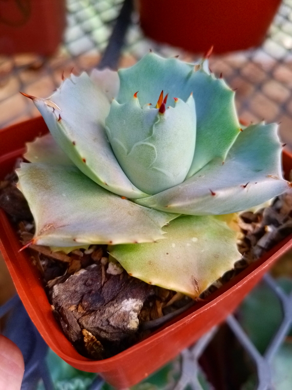 Blue Rose Agave - Agave potatorum 'Shoji-Raijin' - Succulent Shop ...